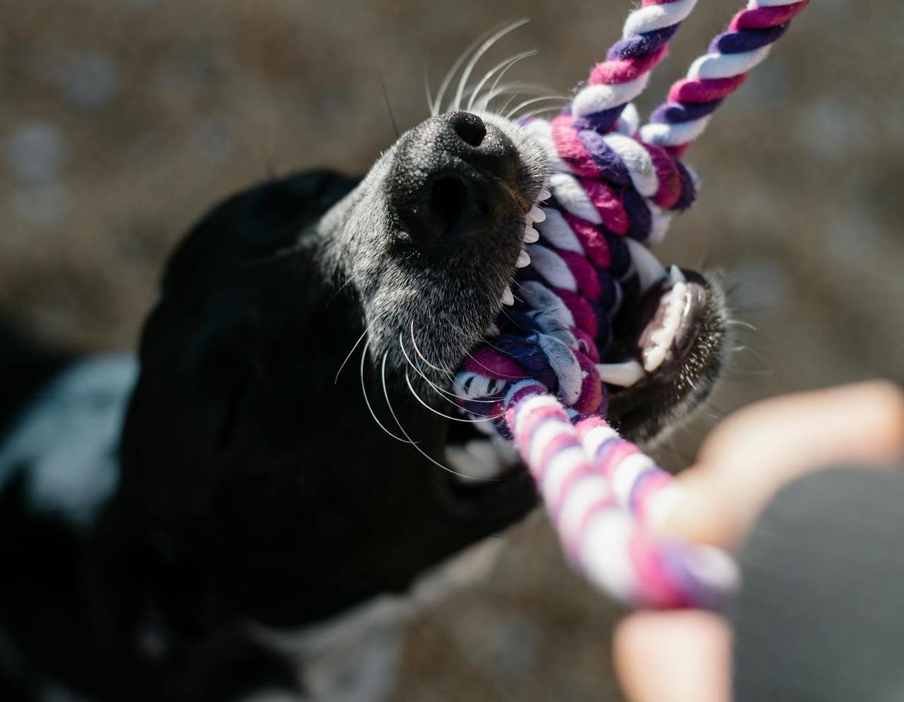 What To Do Legally, If A Dog Bites You? — Cellino Law